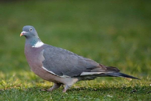 Top 11 Bài văn tả con chim bồ câu hay nhất - toplist.vn