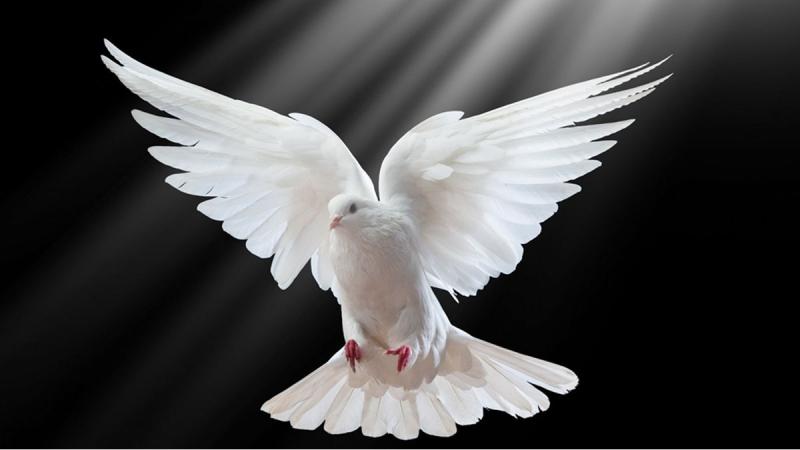 Top 4 Bài văn thuyết minh về con chim bồ câu hay nhất - toplist.vn